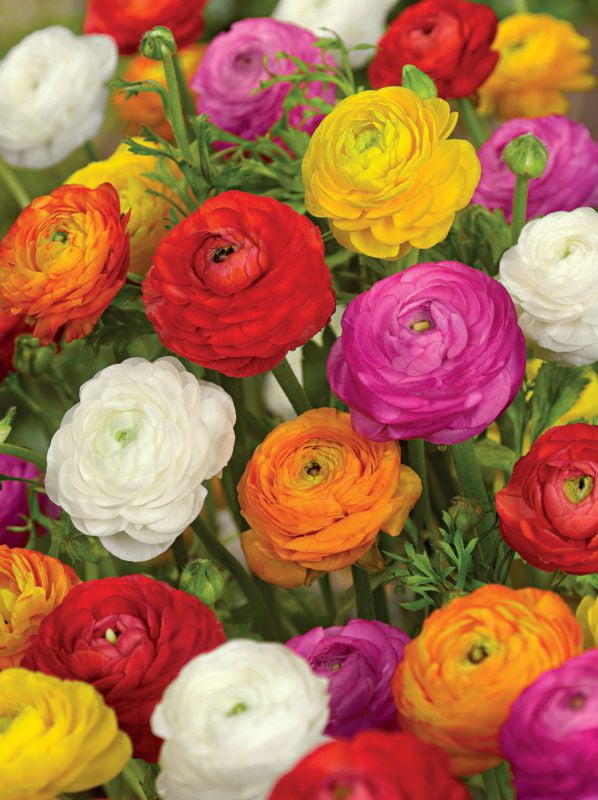 Ranunculus Assorted, Ranunculus Assorted 8 Bulbs - Walmart.ca