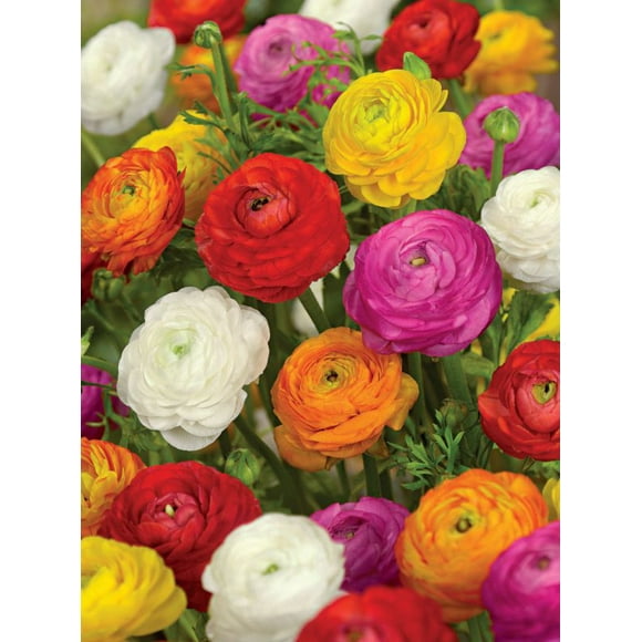 Flower Bulbs | Walmart Canada