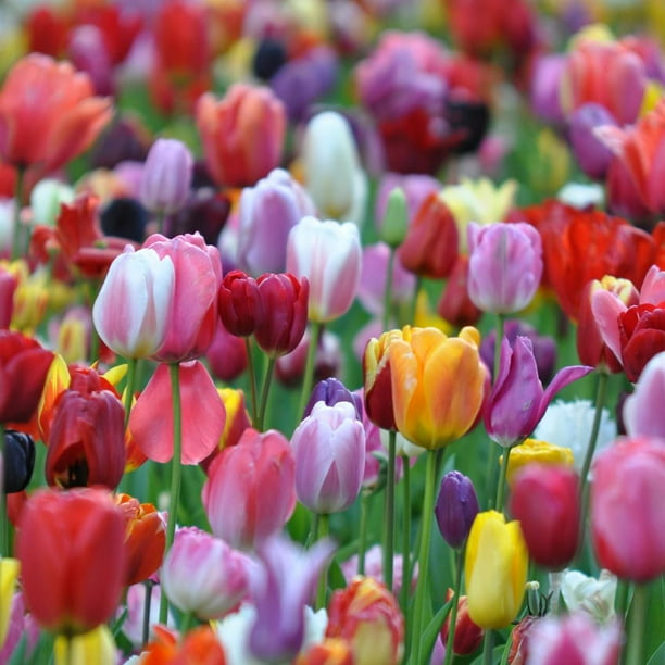 TASC Tulip Flower Bulbs-Tulip Triumph Assorted (20 Bulbs) - Walmart.ca