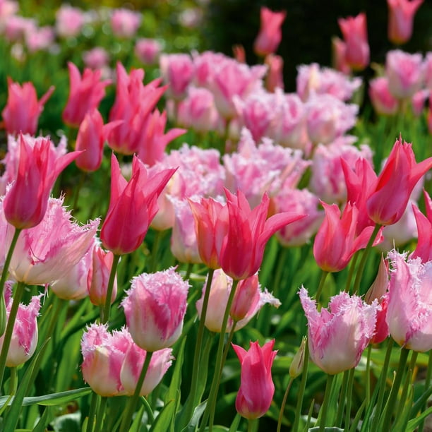 TASC Tulip Flower Bulbs-Tulip Fringed & Lily-flowered Huis ten Bosch ...