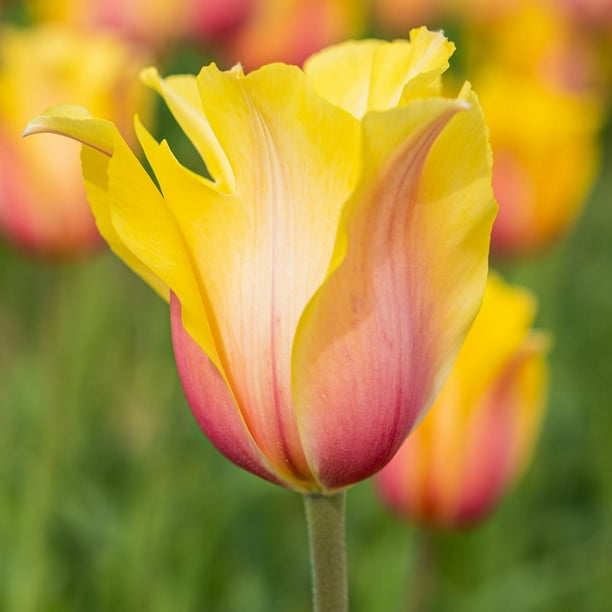 TASC Tulip Flower Bulbs-Tulip Single Late Blushing Lady (20 Bulbs) - Walmart.ca