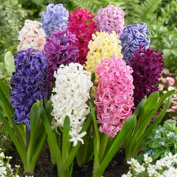 TASC Hyacinthus Flower Bulbs-Hyacinth Orientalis Assorted (12 Bulbs) - Walmart.ca