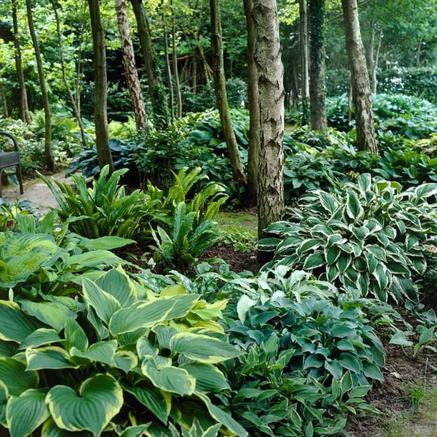 Flower Bulbs - Hosta Plantain Lily Assorted (4 Bulbs) - Walmart.ca