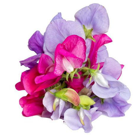 Seeds are Easy-Sweet Pea | Walmart Canada