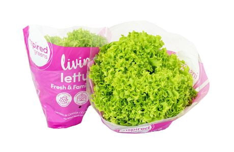 Inspired Greens Living Lettuce Fresh & Familiar Green, Living Lettuce ...