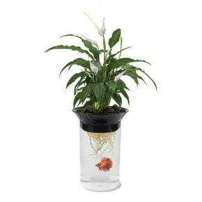 Betta Fish Tanks & Fish Bowls | Walmart Canada