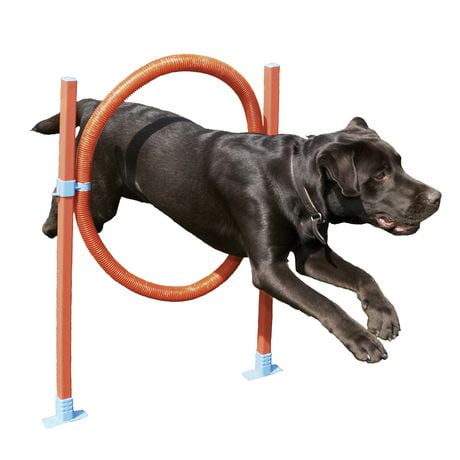 Rosewood Pet Agility Hoop Jump for Dogs - Walmart.ca