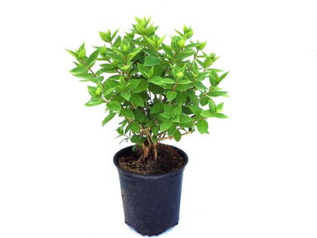 Click here for Landscp Essentials Pee Gee Hydrangea Pink prices