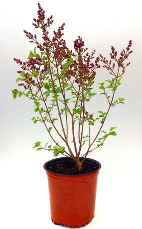 Click here for Landscp Essentials Dwarf Korean Lilac Purple prices