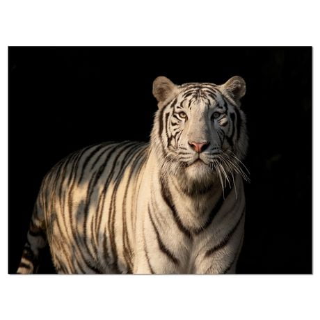 Click here for Design Art White Bengal Tiger On Black Canvas Prin... prices