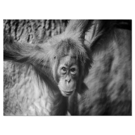 Click here for Design Art Young Orangutan Black Canvas Print Blac... prices