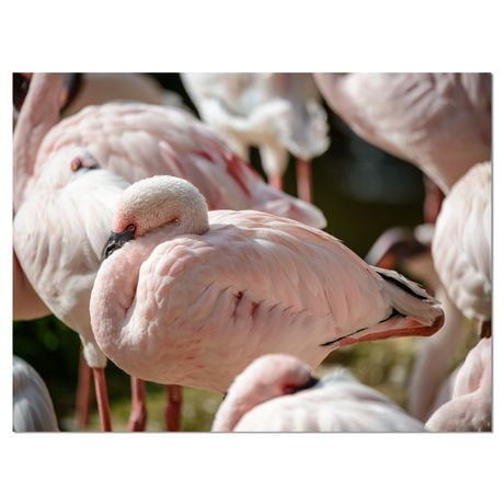 Click here for Design Art Pat Of Flamingos Close Up Canvas Print... prices