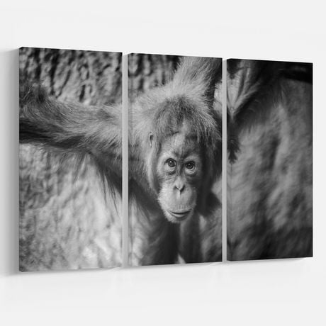 Click here for Design Art Young Orangutan Black Canvas Print Blac... prices