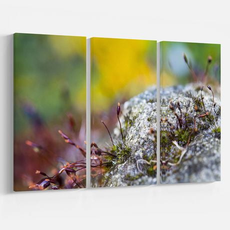 Click here for Design Art Composition Of Moss Flowers Canvas Prin... prices