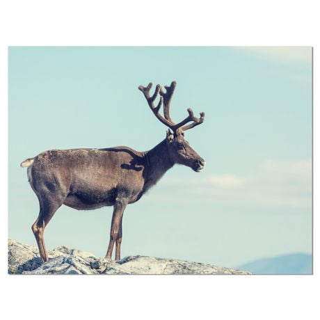 Click here for Design Art Large Reindeer In Norway Canvas Print B... prices
