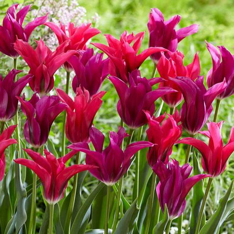 TASC Flower Bulbs - Tulip Viridiflora Doll's Minuet & Purple Doll (20 ...