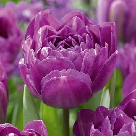 TASC Flower Bulbs - Tulip Double Late Blue Diamond (20 Bulbs) | Walmart ...