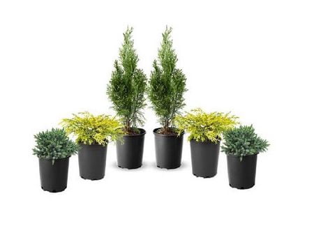 1 Gallon (3.8L) Evergreen Mix 6 Pack | Walmart Canada