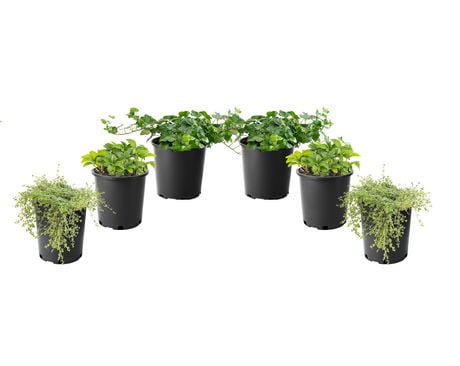 1 Gallon (3.8L) Ground Cover Mix 6 Pack - Walmart.ca