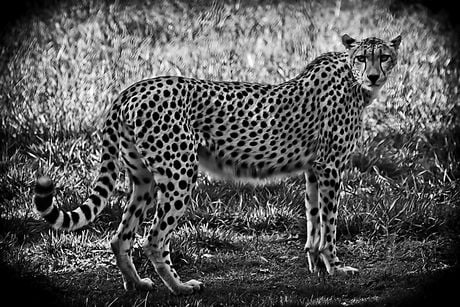 Eurographics Cheetah B+W | Walmart Canada