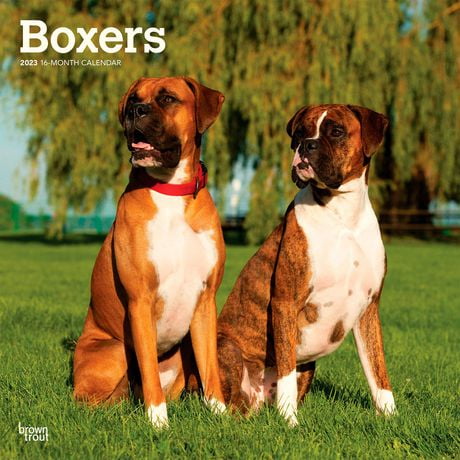 Boxers International Edition | 2023 12x24 Inch Square Wall Calendar ...