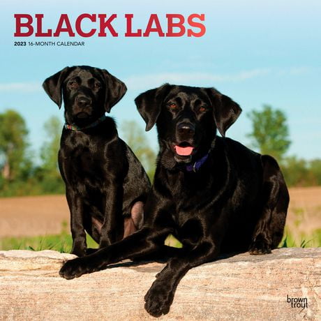 Black Labrador Retrievers | 2023 12x24 Inch Square Wall Calendar ...