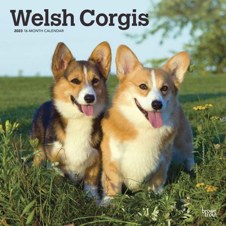 Welsh Corgis | 2023 12x24 Inch Square Wall Calendar | Walmart Canada