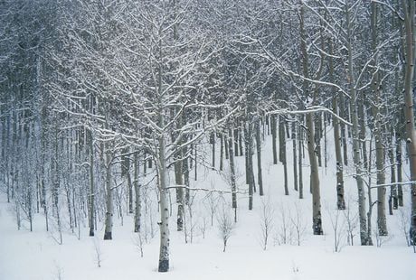 Laila's Inc Trees | Walmart Canada