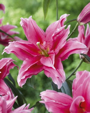 TASC Flower Bulbs Lilium Oriental Hybrid Double Roselily Elena (3 Bulbs ...
