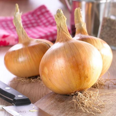 Onions - Spanish Sturon (100 Bulbs) - Walmart.ca