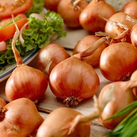 Onions - Multiplier Lorient (12 Bulbs) - Walmart.ca