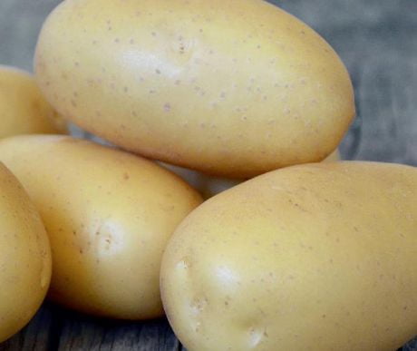 Seed Potato - Queen Ann (1 kg) - Walmart.ca