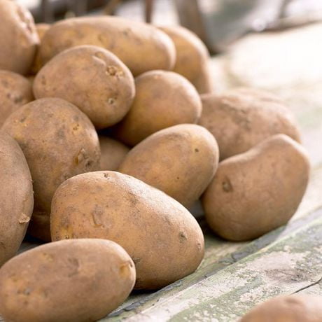 Seed Potato - Russet Goldrush (2 kg) - Walmart.ca