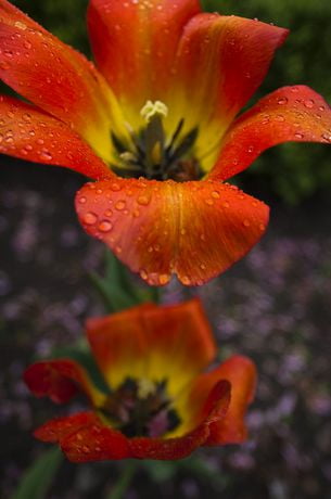 Laila's Inc Flower | Walmart Canada