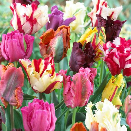Click here for Bulbs Are Easy Flower Bulbs - Tulip Parrot Assorte... prices