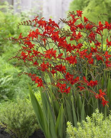 TASC FLOWER BULBS MISC CROC LUCIFER( 10 BULBS), Fire-engine-red blooms ...