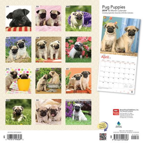 2019 Pug Puppies Calendar | Walmart Canada