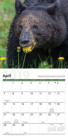 2019 Bears Calendar | Walmart Canada