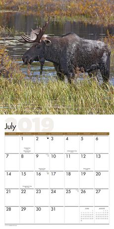 2019 Moose Calendar | Walmart Canada