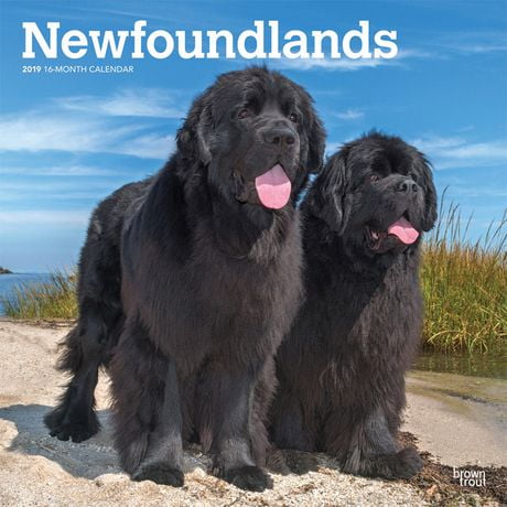 2019 Newfoundlands Calendar | Walmart Canada