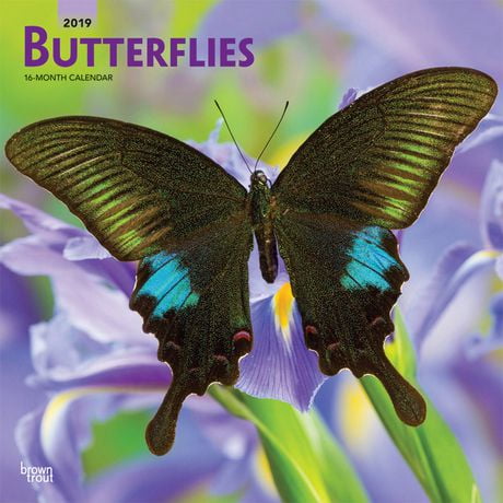 2019 Butterflies Calendar - Walmart.ca