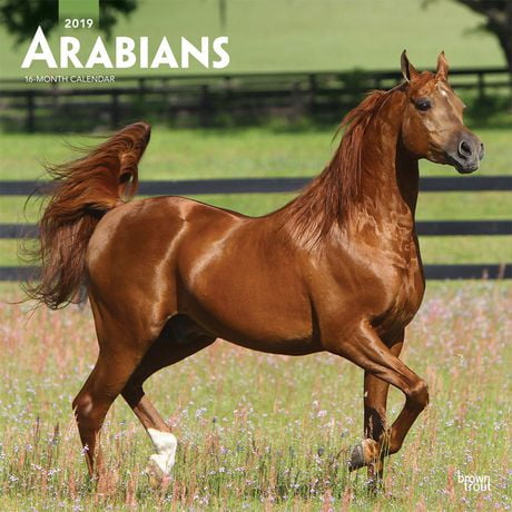 2019 Arabians Calendar - Walmart.ca