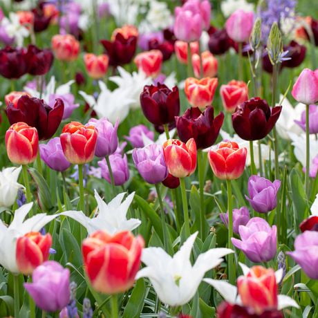TASC Tulip Flower Bulbs-Tulip Lily-flowered & Triumph Assorted (20 ...