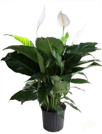 10 in Spath | Walmart Canada