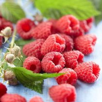 Bulbs are Easy Fruit Plant - Raspberry Assortment | Walmart Canada