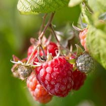 Bulbs are Easy Fruit Plant - Raspberry Assortment | Walmart Canada