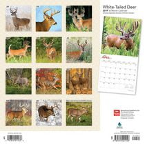 2019 White Tailed Deer Calendar | Walmart Canada